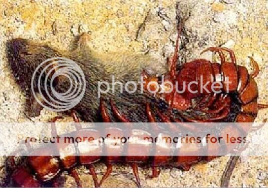 "Any color as long as it's black!" Post your black guitars here | Page ...