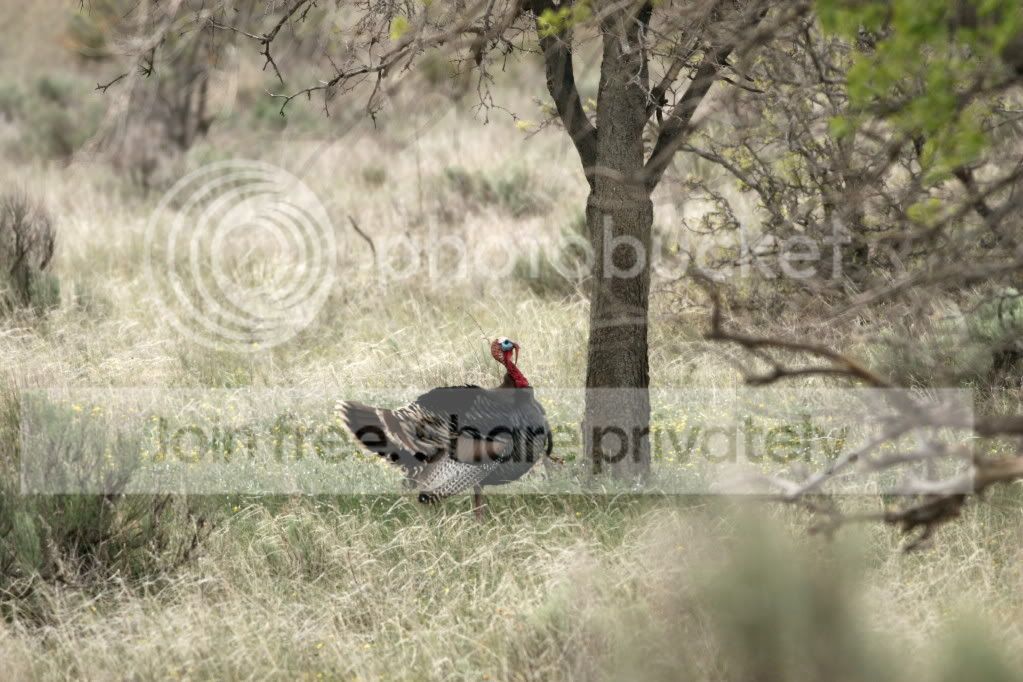 Even a Turkey can get a Turkey (once in a while) | RugerForum.com ...