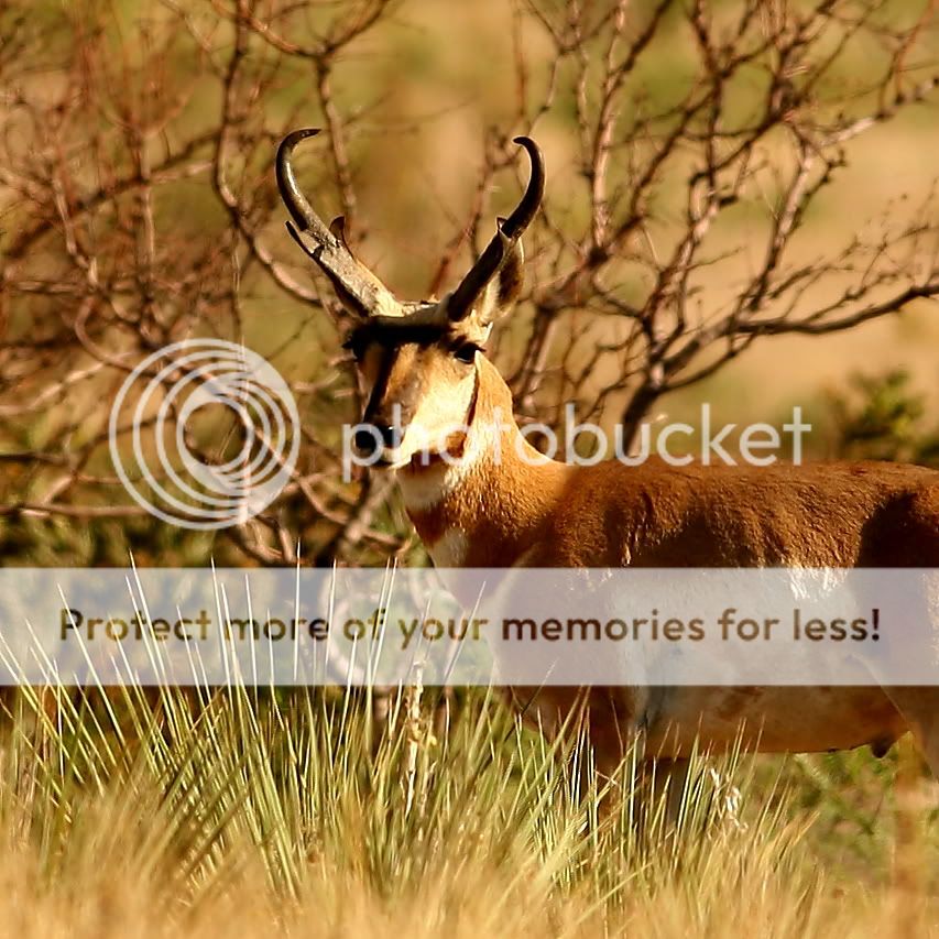 FUN IN THE ANTELOPE PATCH WITH THE CAMERA | RugerForum.com - Ruger ...