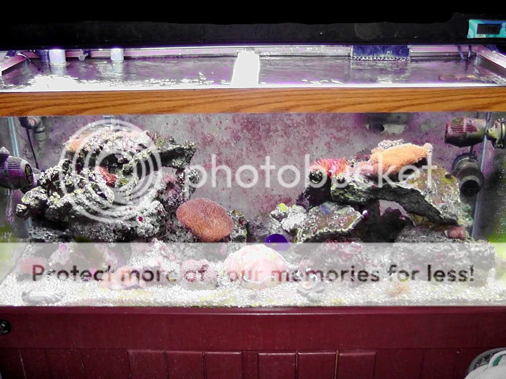 75 gallon tank Aquascape ideas please. - Reef Central Online Community