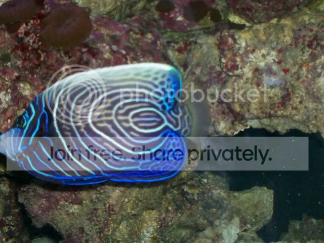 juvenile ,emperor angel changing - Reef Central Online Community