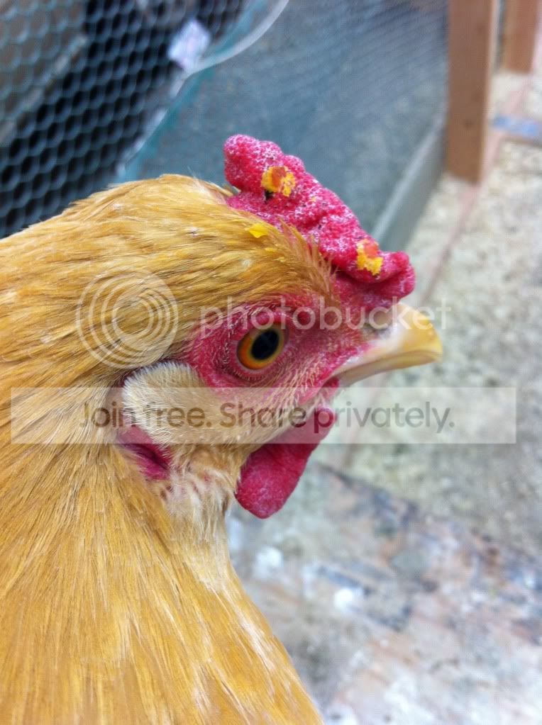 Unhealthy Comb? | BackYard Chickens - Learn How to Raise Chickens