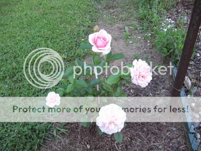 Pictures Of Your UGLY Roses Please ...