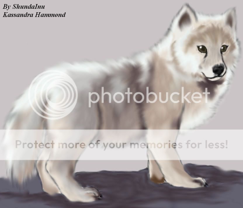 Fluffy White Wolf Pup Photo by wolves_13_49 | Photobucket