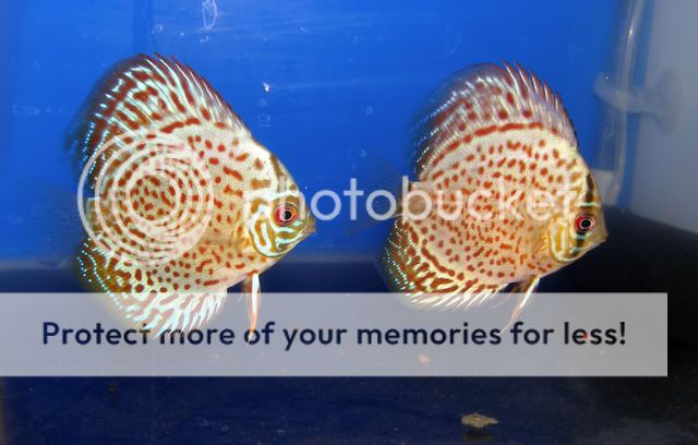 Juanma Discus: Leopard Snake Skin