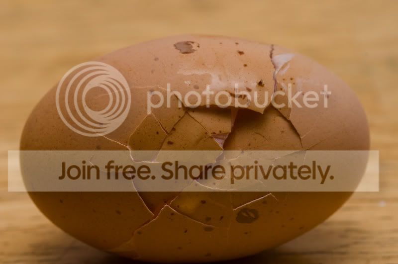 Blood spots on egg shells? *with pics* | BackYard Chickens - Learn How ...